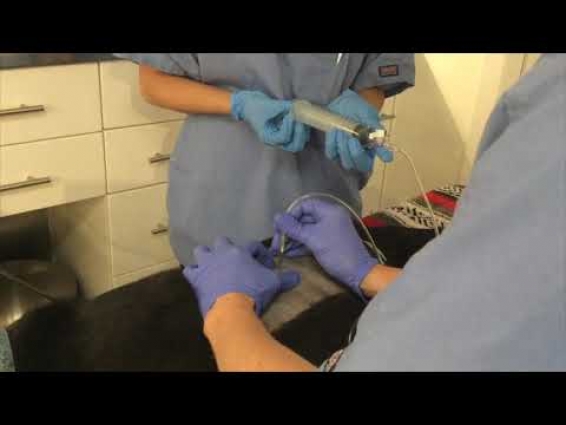 How to Perform Thoracocentesis for Pneumothorax (Dog) – Pet Care