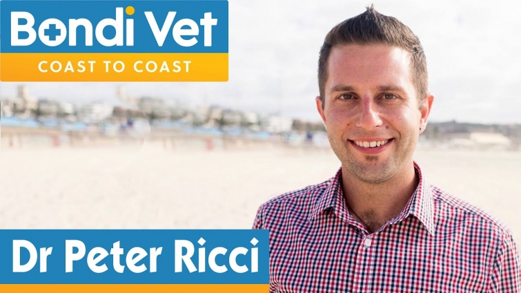 Meet New Bondi Vet | Peter Ricci – Pet Care